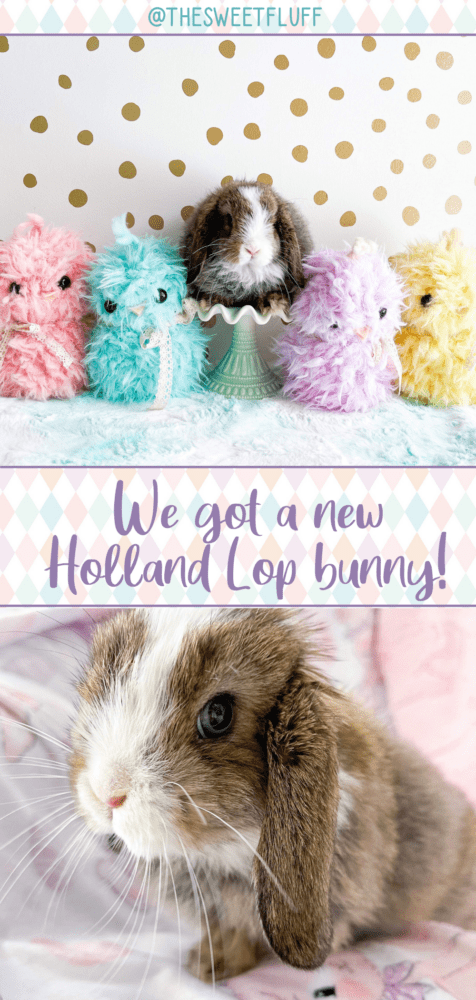 Libby's Sweet Bunny Lily! - Live Sweet