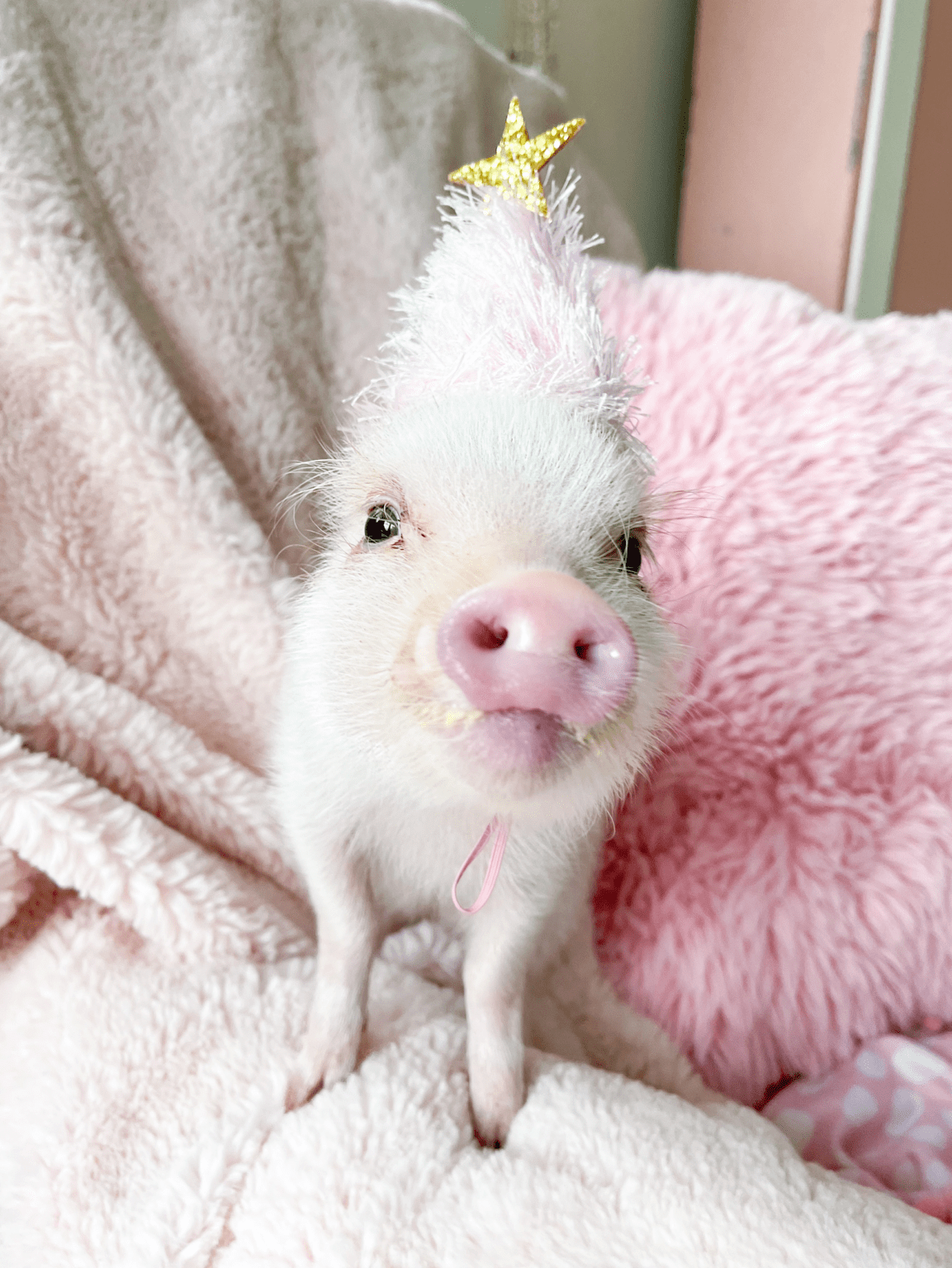 Introducing Peaches the Mini Pig - Live Sweet