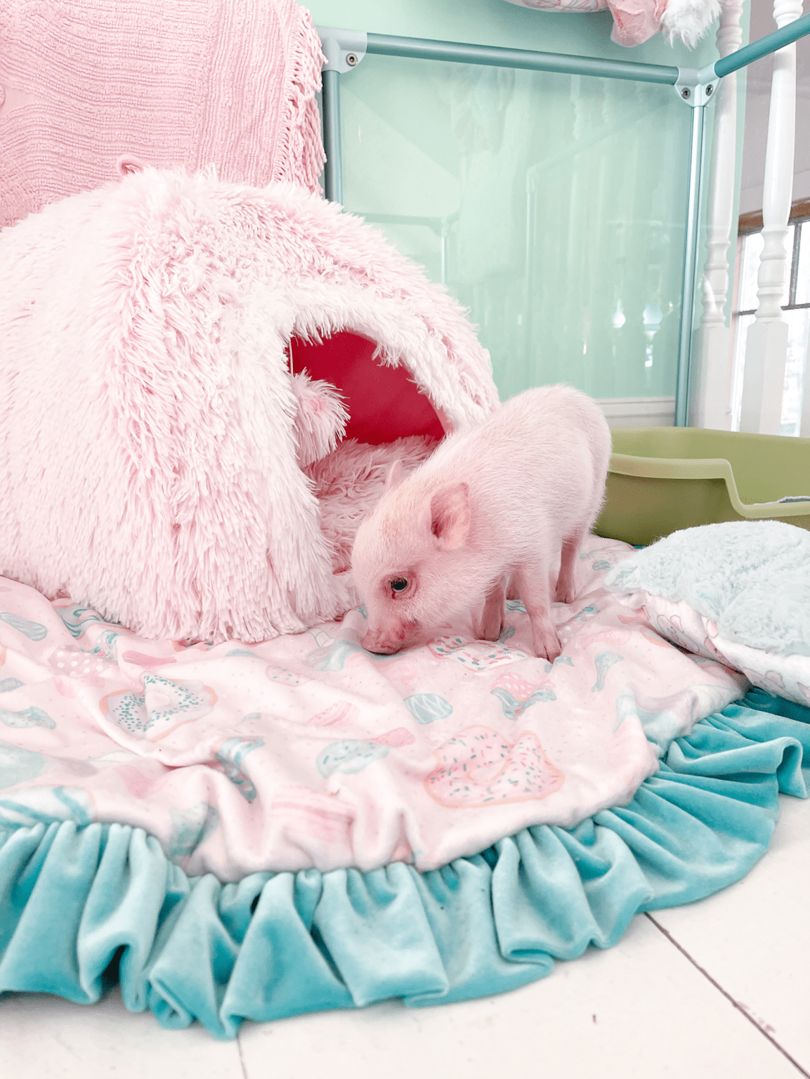 Introducing Peaches the Mini Pig - Live Sweet