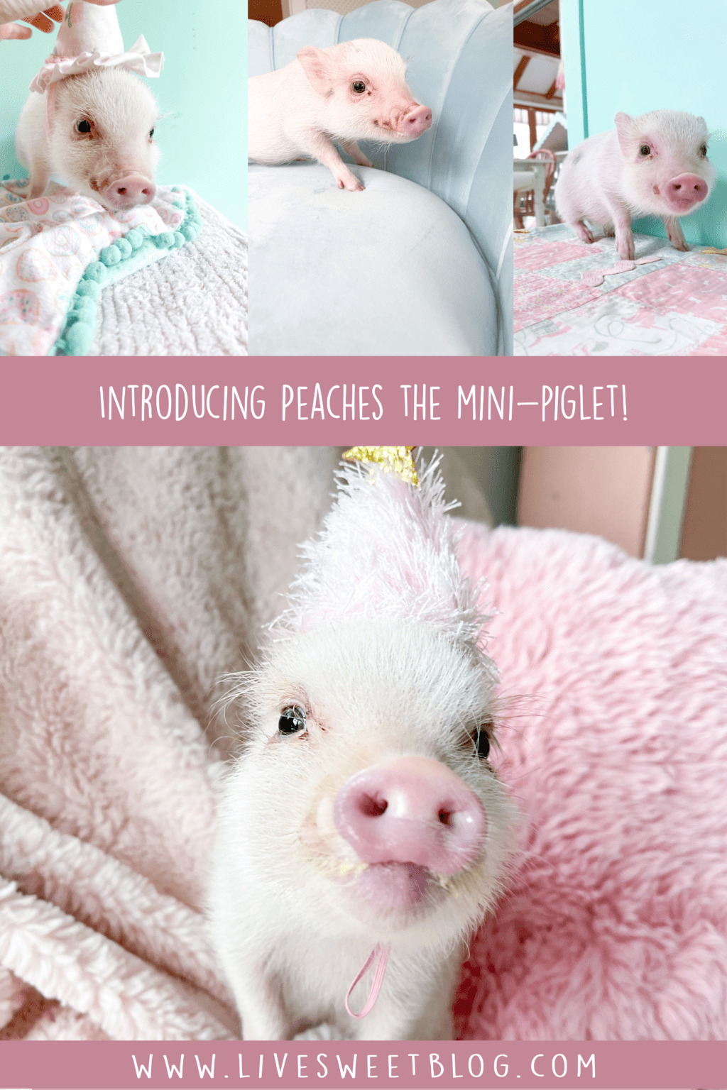 Introducing Peaches the Mini Pig - Live Sweet