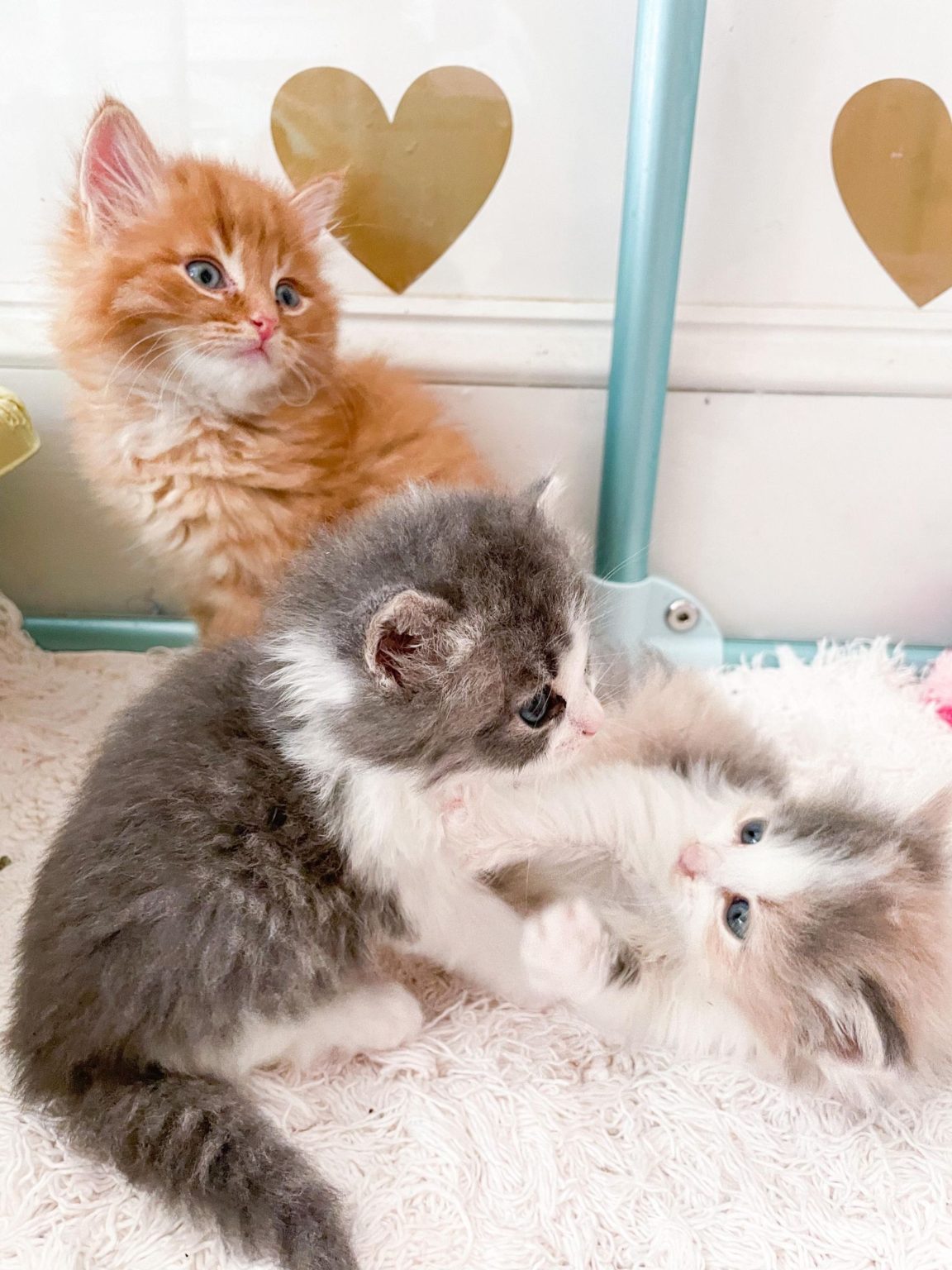 Kittens, Kittens, and More Kittens! - Live Sweet