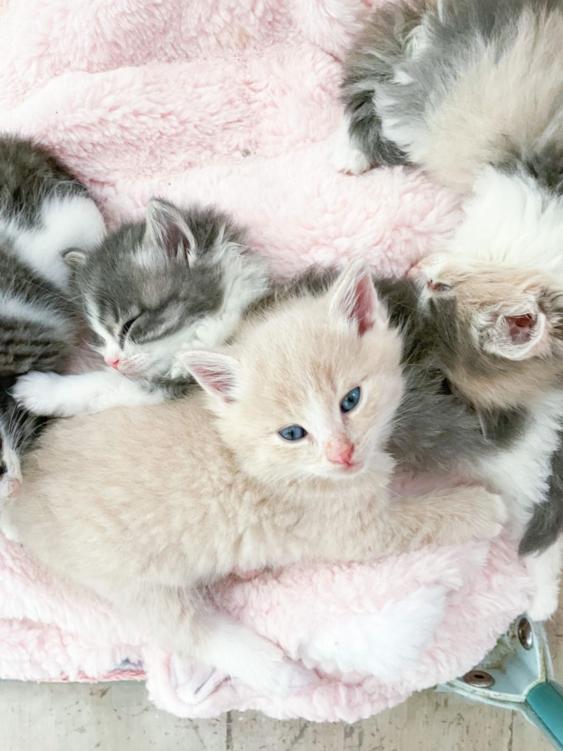 Kittens, Kittens, and More Kittens! - Live Sweet