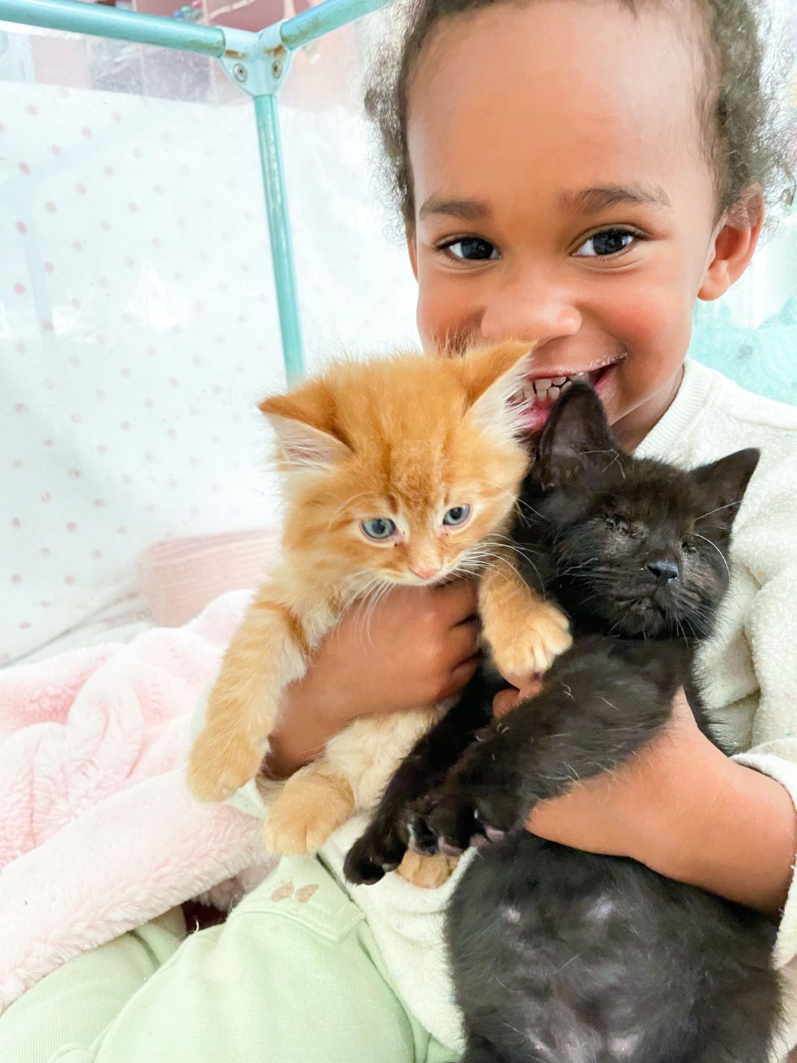 Kittens, Kittens, and More Kittens! - Live Sweet