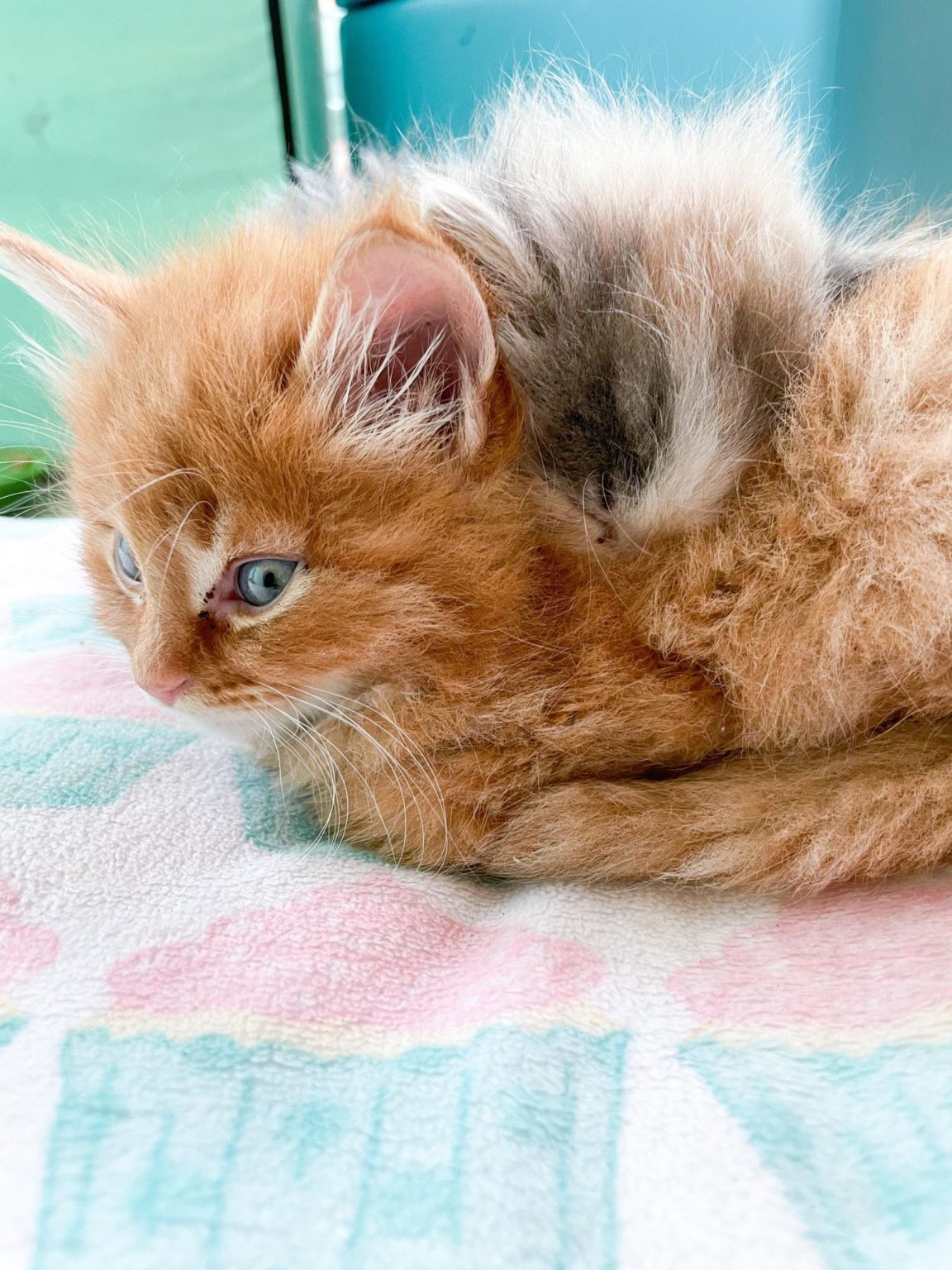 Kittens, Kittens, and More Kittens! - Live Sweet