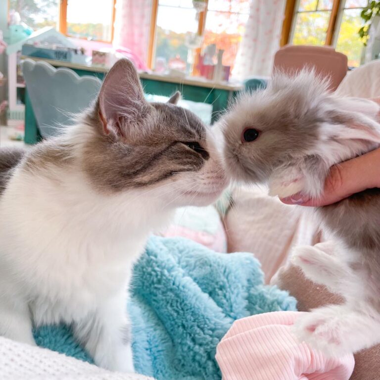 Our Newest Additions on the Farm... Bunnies! - Live Sweet