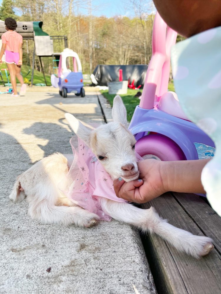 How to Raise Bottle Fed Baby Goats! - Live Sweet