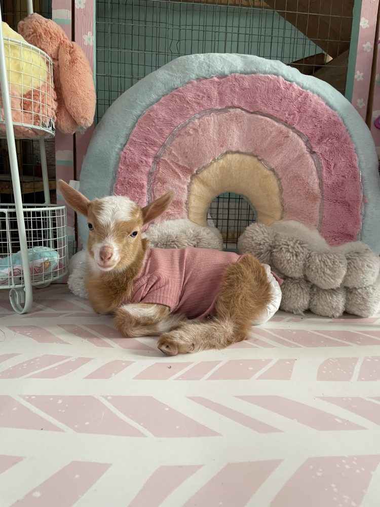 How to Raise Bottle Fed Baby Goats! - Live Sweet