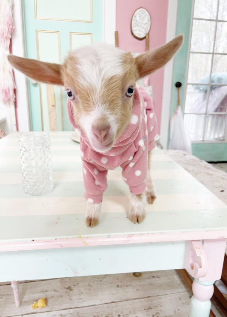 How to Raise Bottle Fed Baby Goats! - Live Sweet