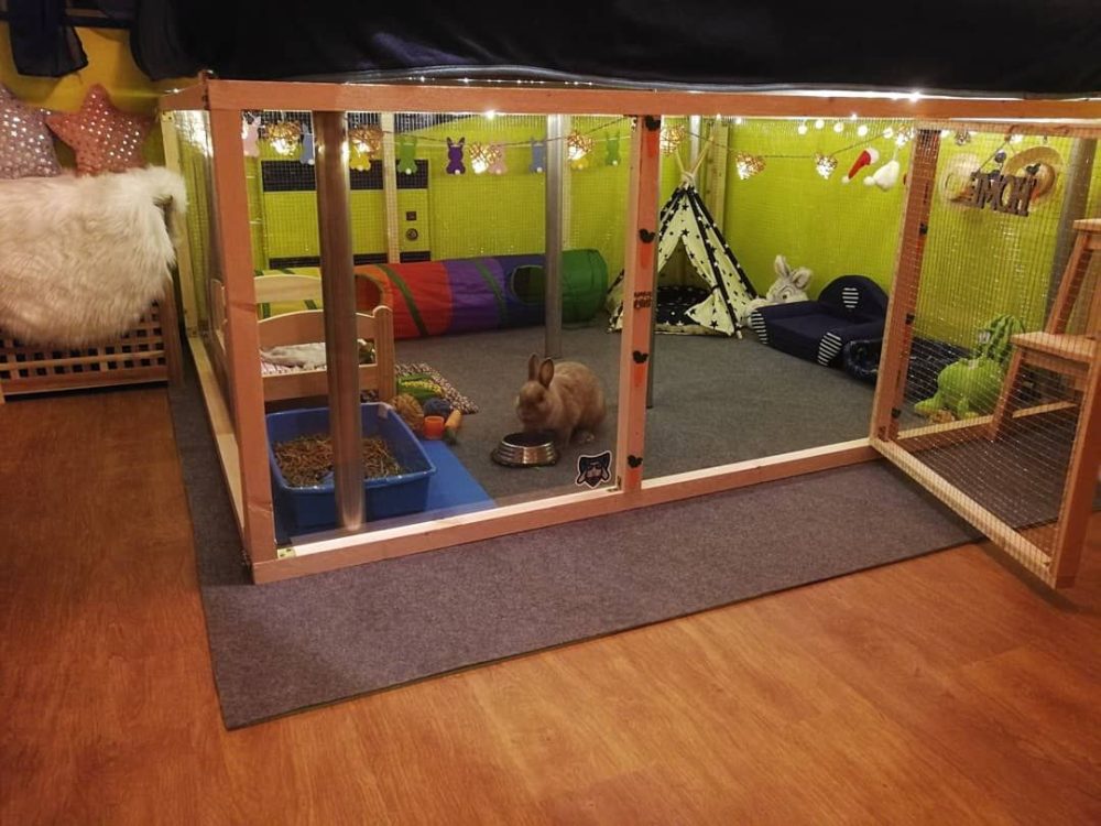 Everything you need for your Bunny and Enclosure Ideas! - Live Sweet