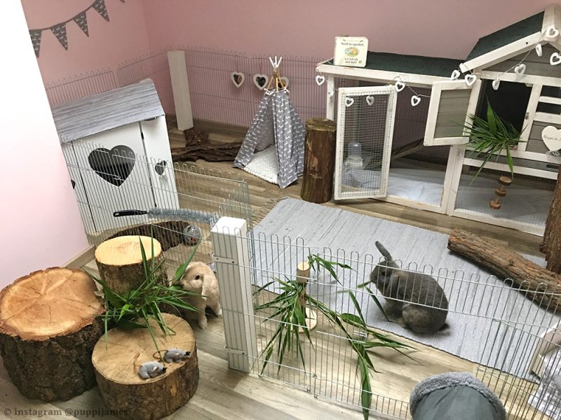 Everything you need for your Bunny and Enclosure Ideas! - Live Sweet